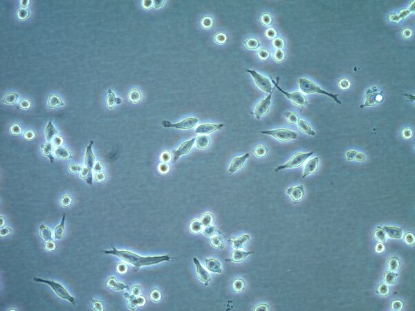 IMG Mouse Microglial Cell Line | SCC134
